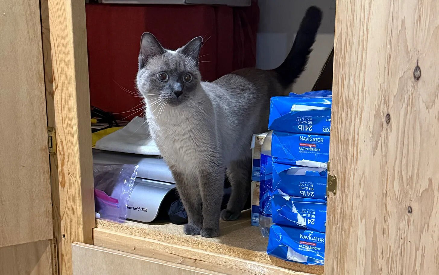 ARNOLD GARSON: The story of a cat that has learned to show affection ...