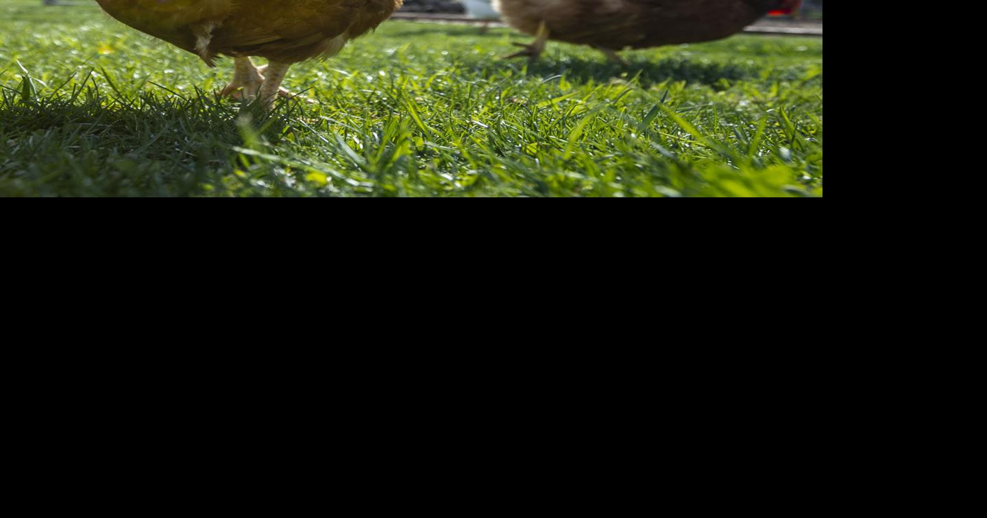 Indianola to consider chicken ordinance, council approves development ...