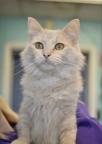 Some news to give you paws: Sephora and Adele, the sweet diva edition ...