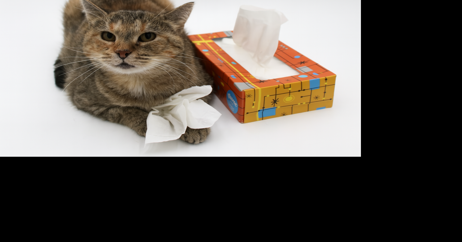 Does Fluffy make you stuffy? Local physician and cat adopters offer ...