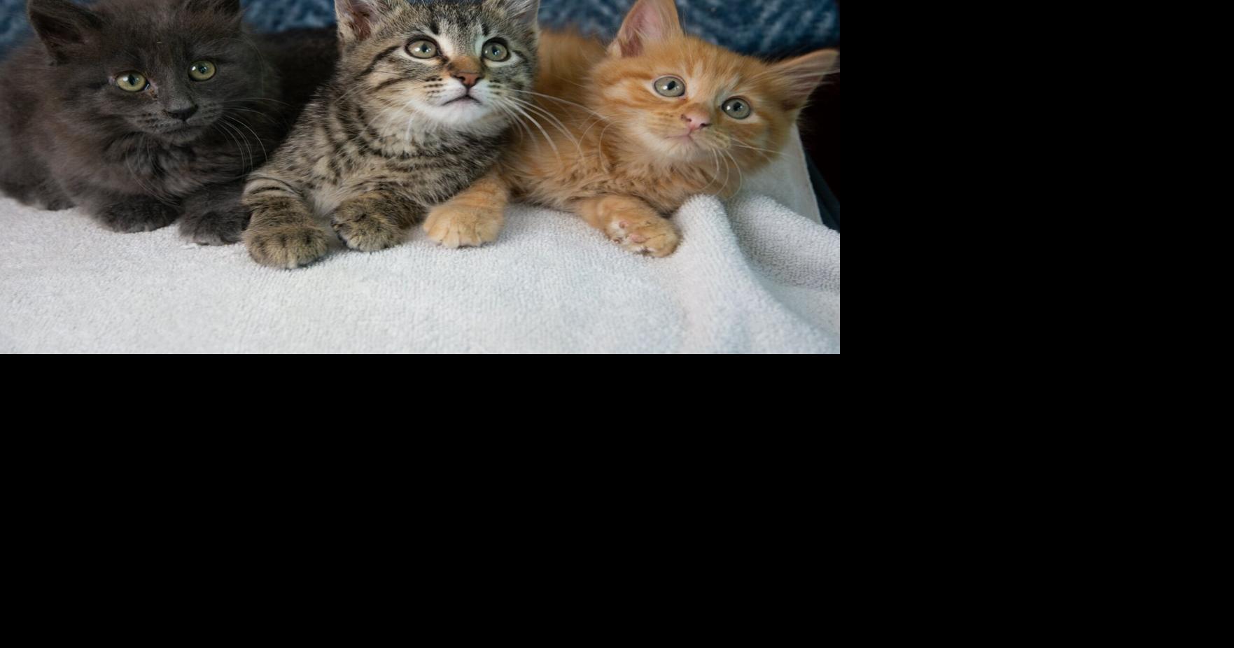 Whiskers TNR’s surgery suite gets boost from Miccio Foundation | News ...