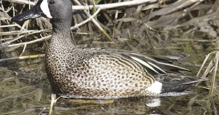 Minnesota’s regular waterfowl season opens | Business | insightnews.com