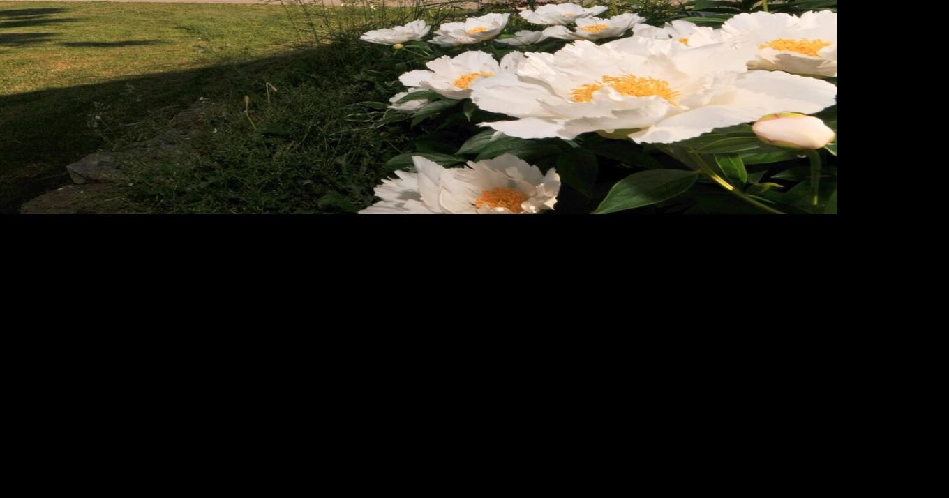 Rowleys Bay Resort owners will not rebuild after fire | Latest News ...