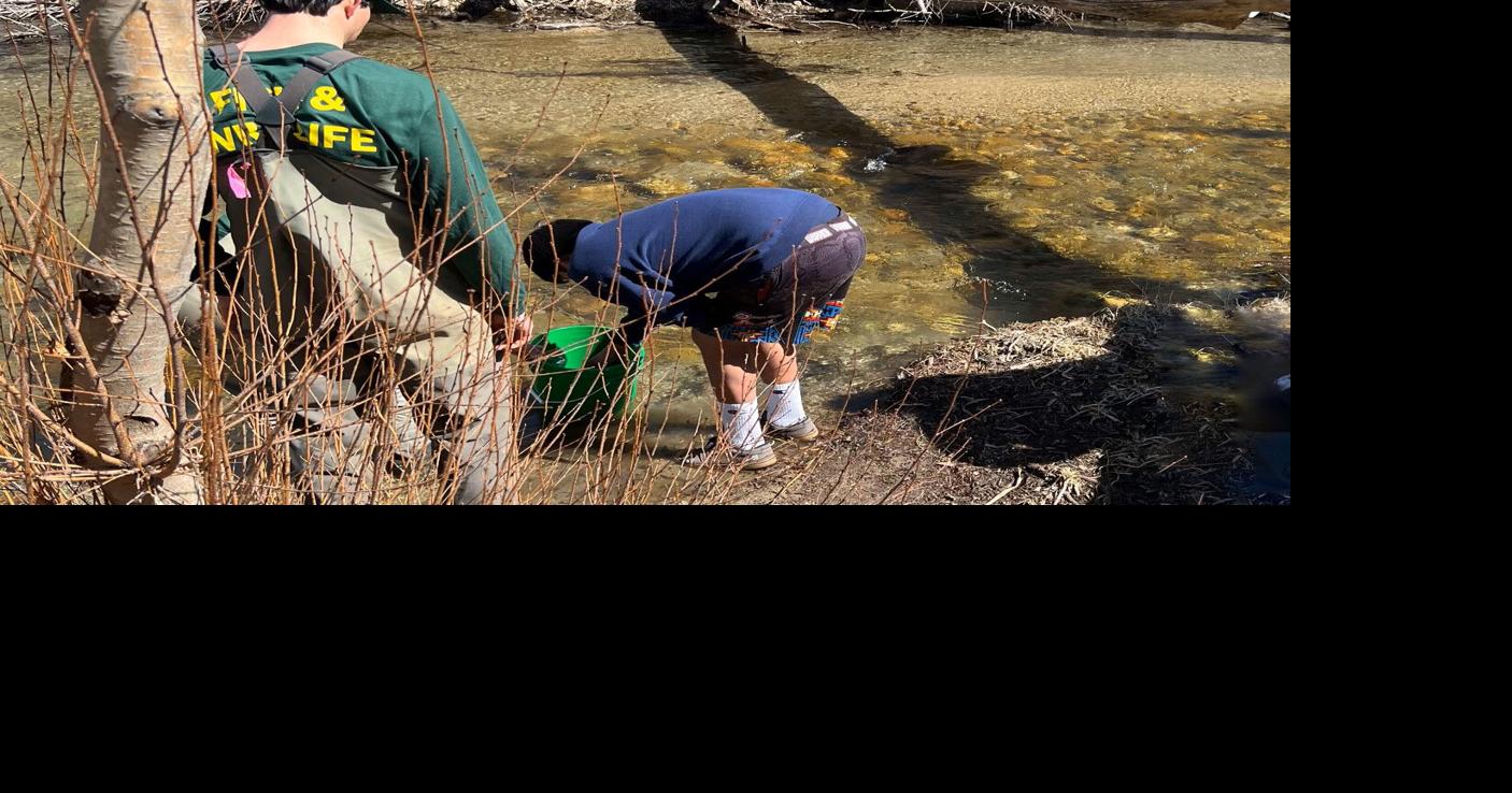 Local students help transplant juvenile fish | News | inyoregister.com