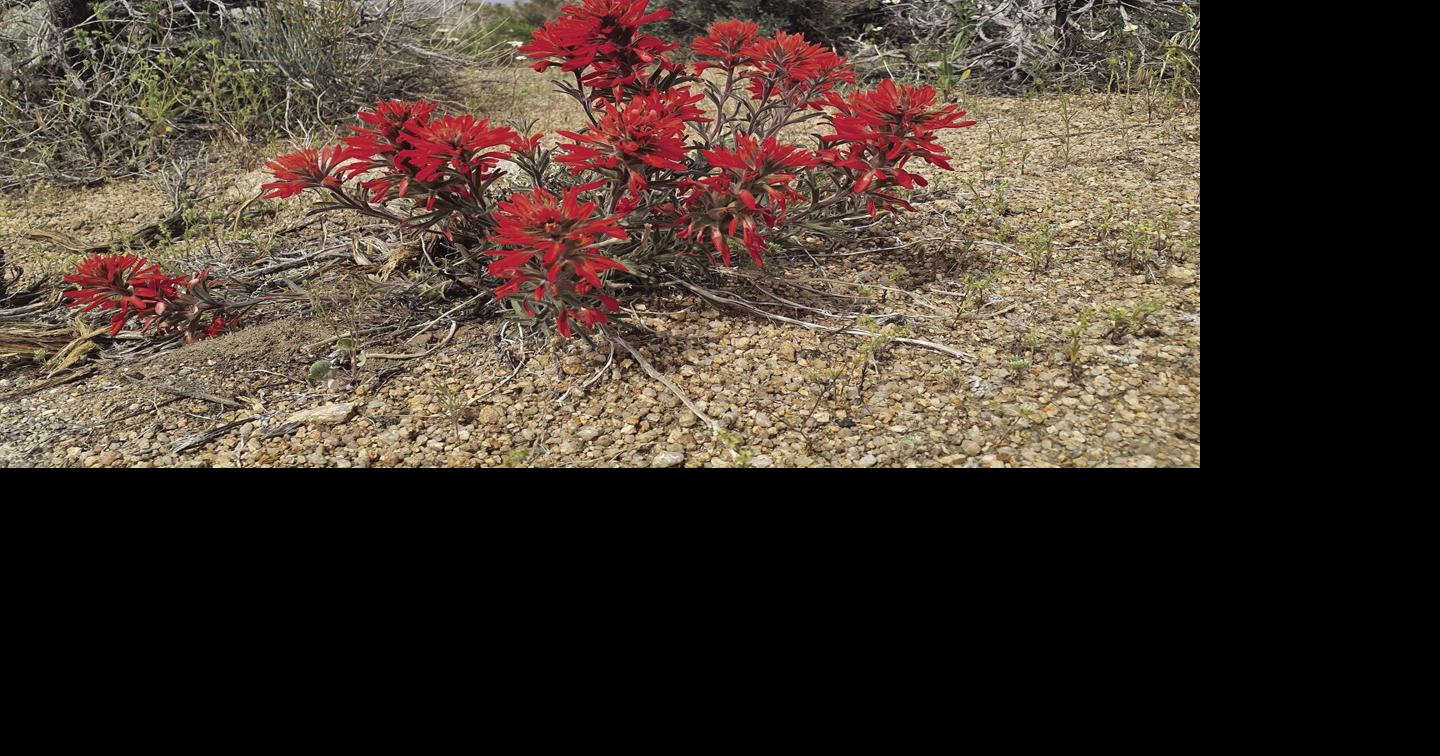 Inyo National Forest to host Wildflower Walks | News | inyoregister.com