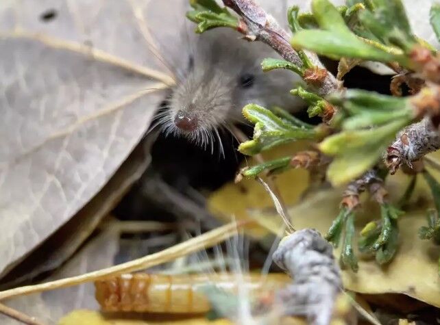Framing of the Shrew: Students photograph rare mammal in Mono County ...
