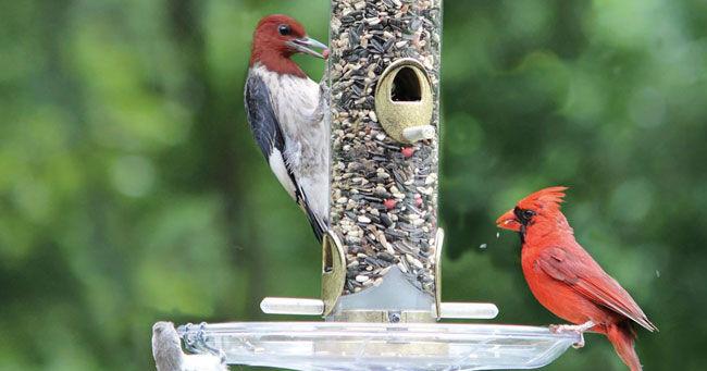 Why Wild Bird Lovers Should Choose Top-of-the-Crop Natural Feed: If you ...