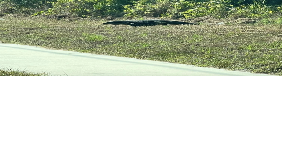 Large invasive water monitor lizard spotted in Florida | Florida ...