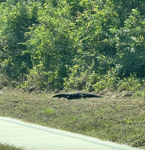 Large invasive water monitor lizard spotted in Florida | Florida ...