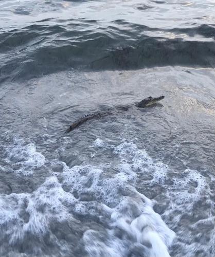 Did you see it? Crocodiles on Key Biscayne? Precautions to keep in mind ...