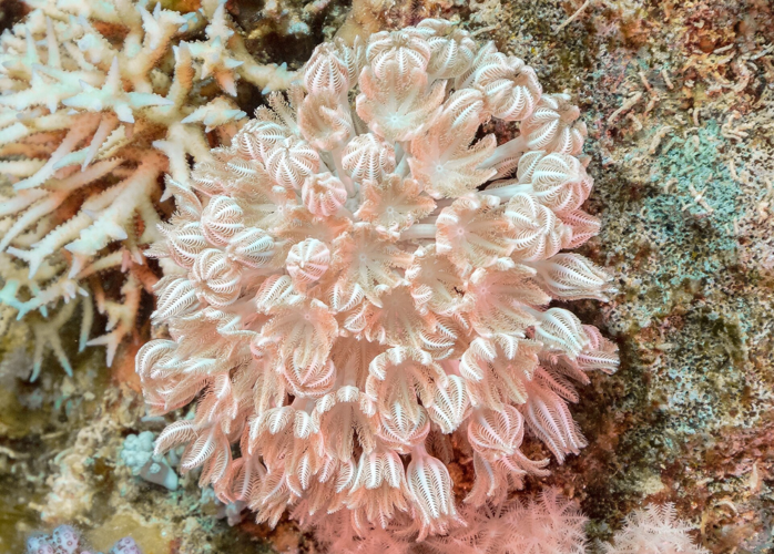 Invasive coral making its way towards South Florida waters | Key ...
