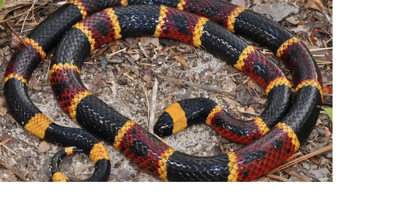 Coral snake discovery on Village Green is a reminder to watch your step ...