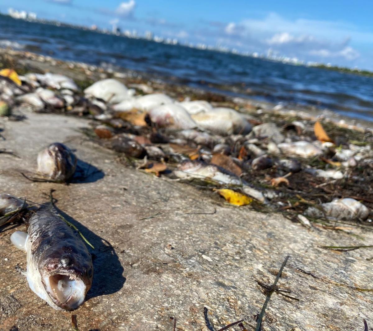 Massive Biscayne Bay fish kill under investigation | News ...