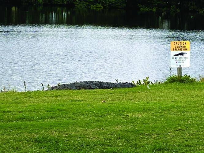 Lions Club announces winners of 2026 Photography Contest | Key Biscayne ...