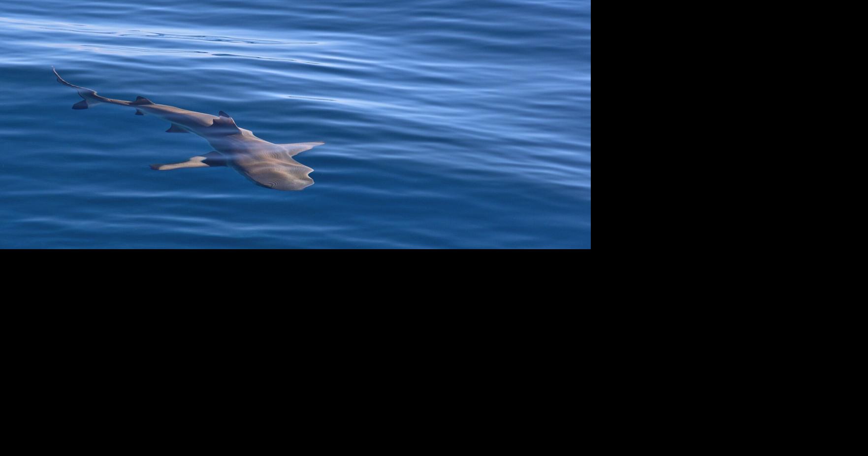 Two rare shark bite incidents reported in South Florida, one near Key ...