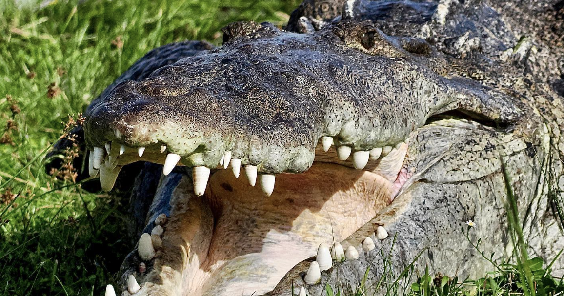 “Croczilla” spotted in South Florida National Park | Miami ...
