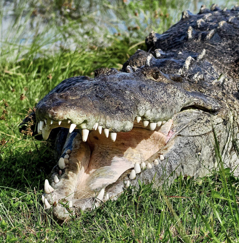 “Croczilla” spotted in South Florida National Park | Miami ...