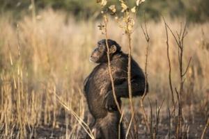 The Fongoli chimps, such as Pistache seen here, exhibit unique ...