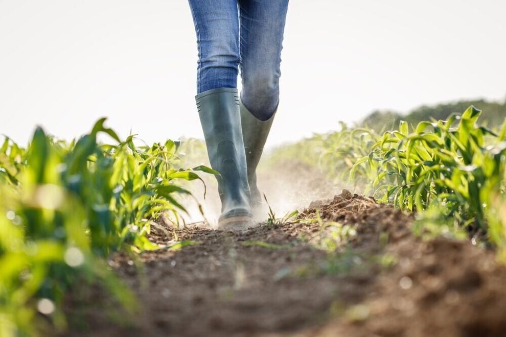 Florida Farms Lose $293.7M per Year to Natural Disasters | News ...