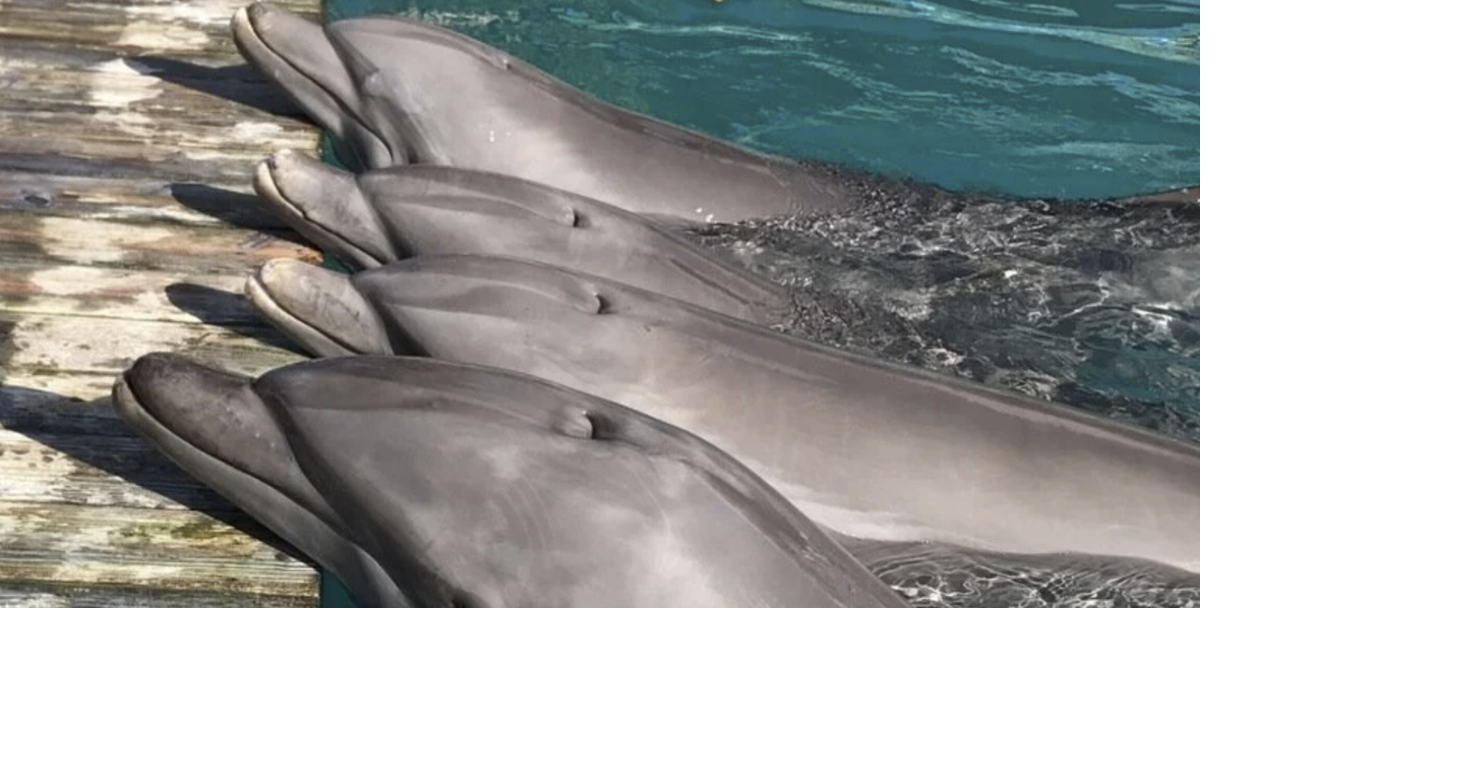 Seaquarium animals face uncertain futures nationwide | Key Biscayne ...