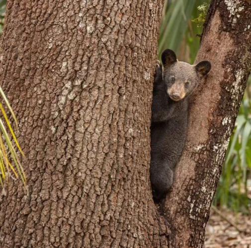 Conservationist photographer to explore Florida’s wild animals at Lunch ...