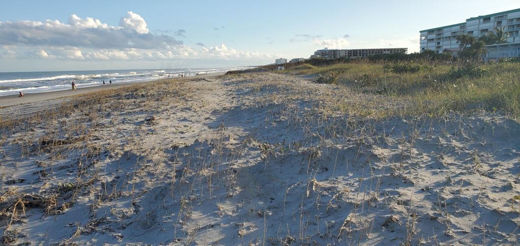 Sea oats are proving to be rigorous defenders of coastal sand dunes ...