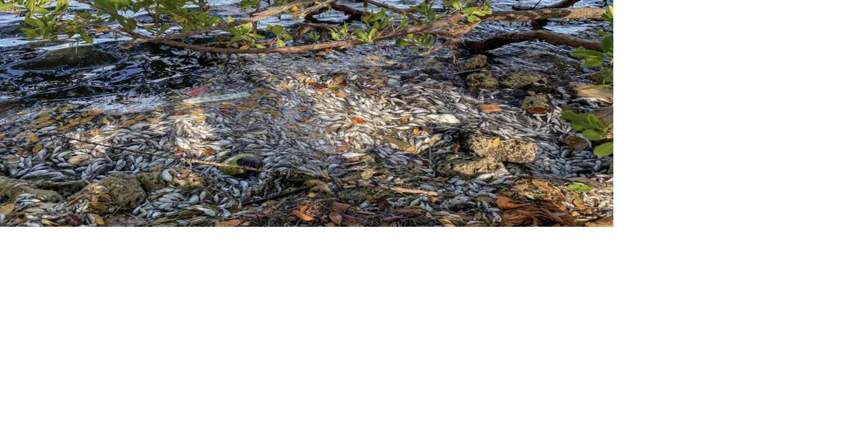 Latest Biscayne Bay fish kill prompts call for more study of steps ...