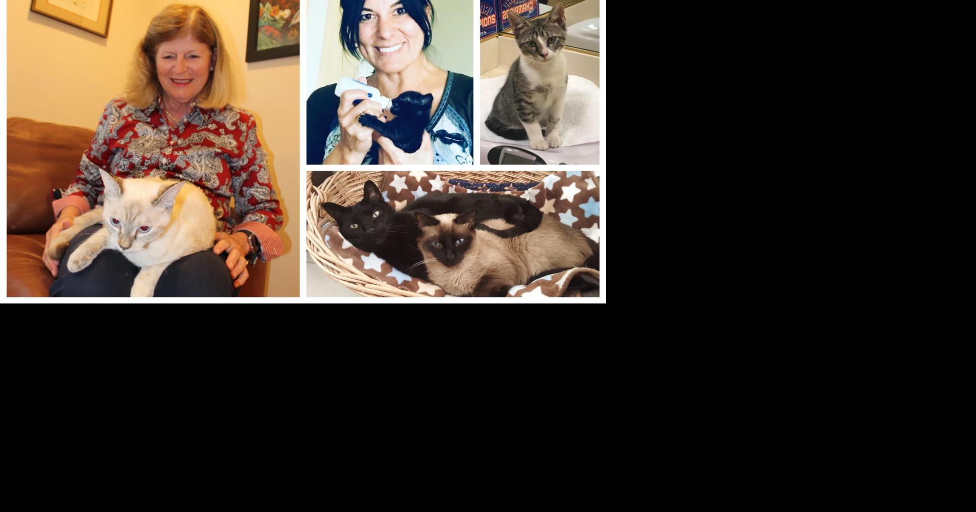 KB Community Cats Rescue Program | News | islandernews.com