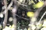 Researchers do not directly track female Fongoli chimps so that they ...
