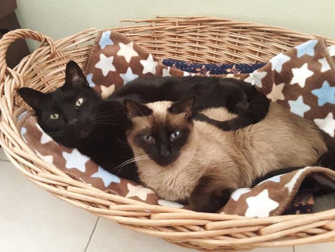 KB Community Cats Rescue Program | News | islandernews.com