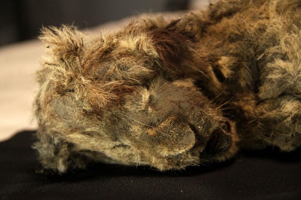 Extinct lion species interbred with its modern cousins, suggests new ...