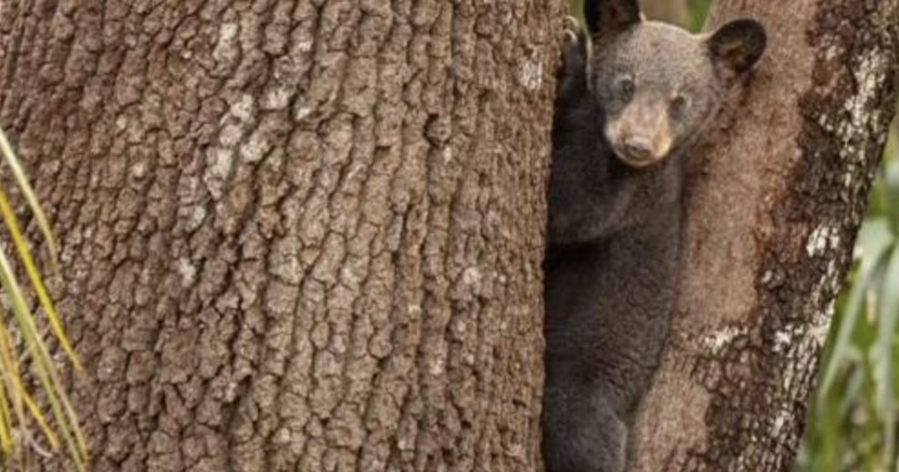 Conservationist photographer to explore Florida’s wild animals at Lunch ...