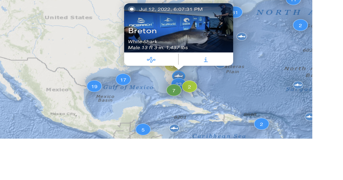 Great white shark tracked off Florida waters, moving south | Lifestyle ...