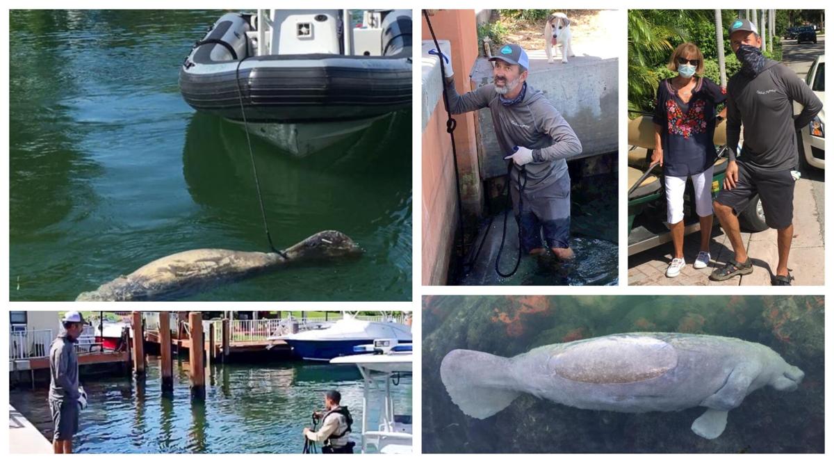 Dead manatee found off Mashta Bridge | News | islandernews.com