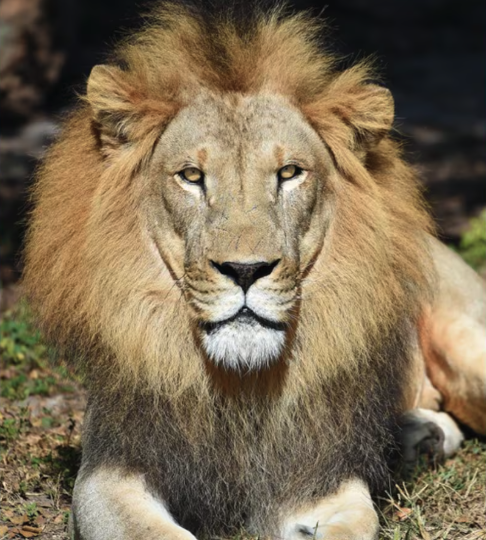 Miami Zoo’s iconic lion, Jibari, euthanized | Miami | islandernews.com