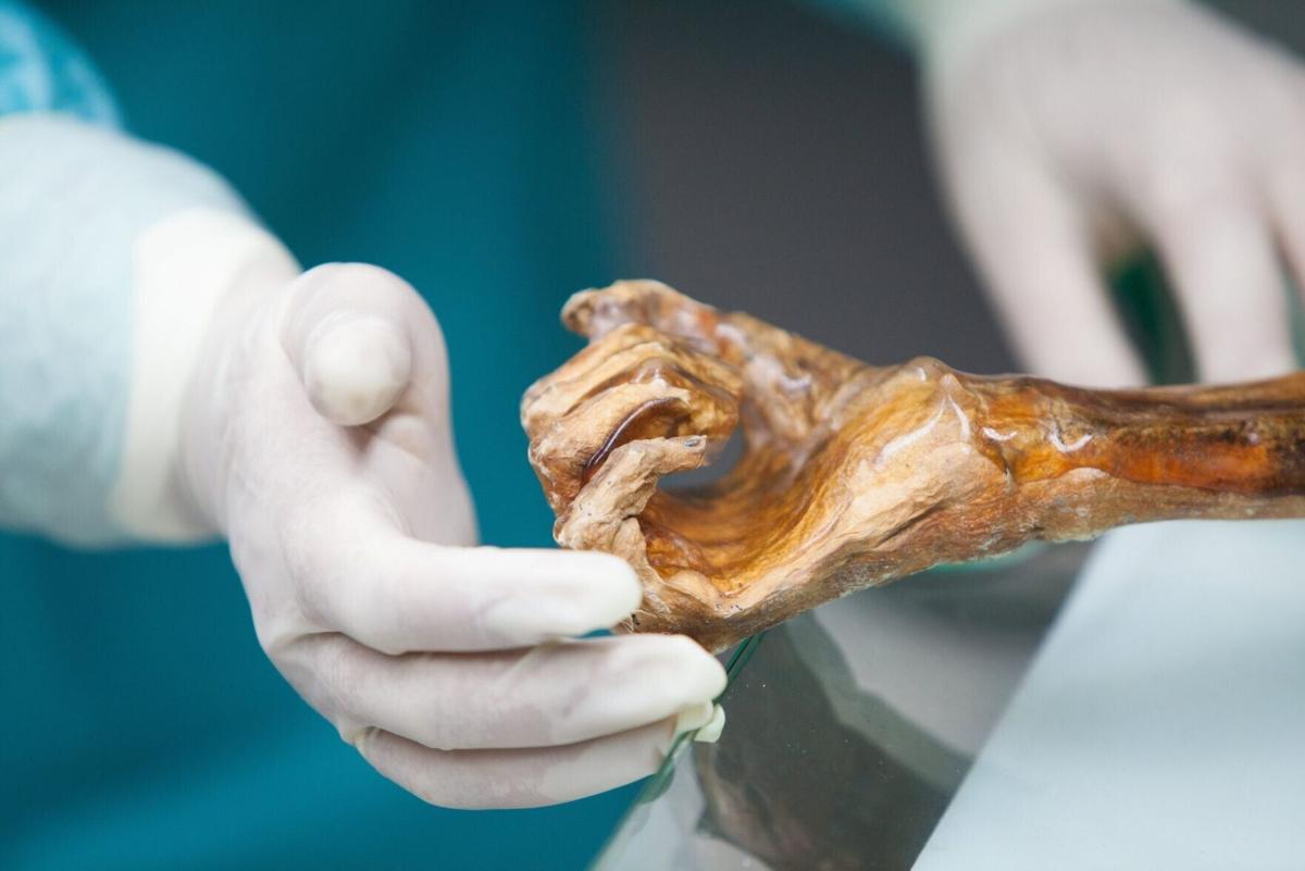 Microbial contents of 5,300-year-old Ötzi the Iceman’s body revealed ...