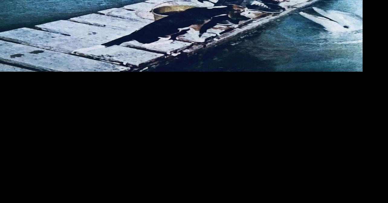 Dolphin Project grew Mashta Island treehouse to international ...