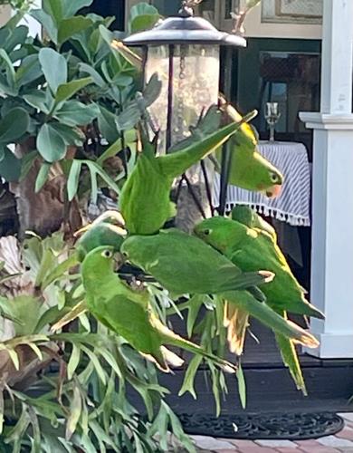 Green parrots may be noisy, but their visits bring life to Key Biscayne ...