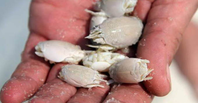 Itch-inducing invisible jellyfish larvae – aka, ‘sea lice’ – prevalent ...