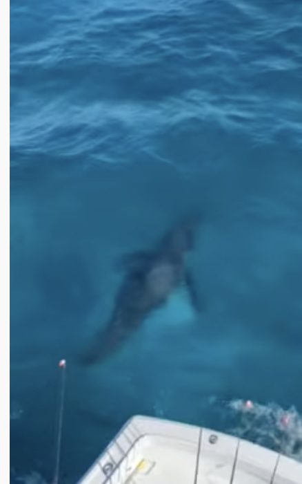Great white shark spotted off Key Biscayne an “amazing” experience ...