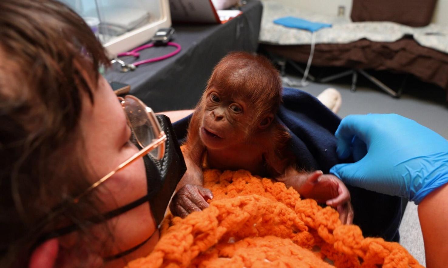 Adorable baby orangutan born at Memphis Zoo | News | islandernews.com