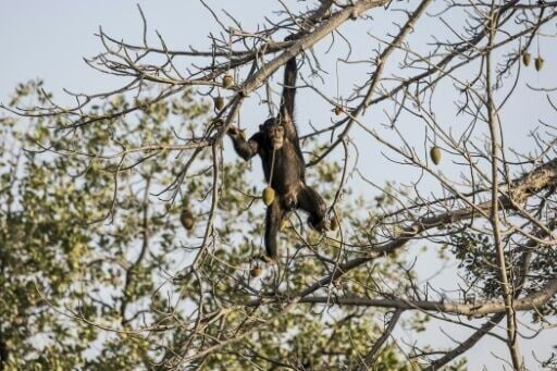 Baobab fruit is a favourite snack for chimps at the Fongoli site in ...