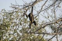 Baobab fruit is a favourite snack for chimps at the Fongoli site in ...