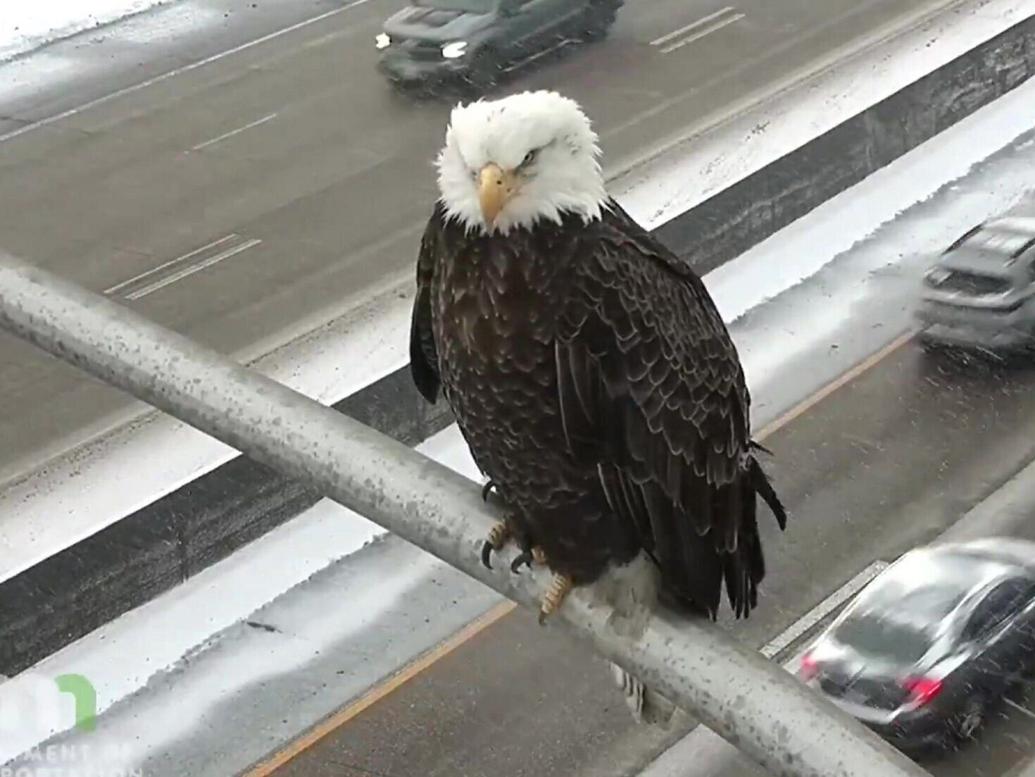 eaglez_featured | News | islandernews.com