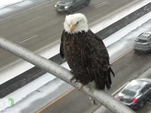 eaglez_featured | News | islandernews.com