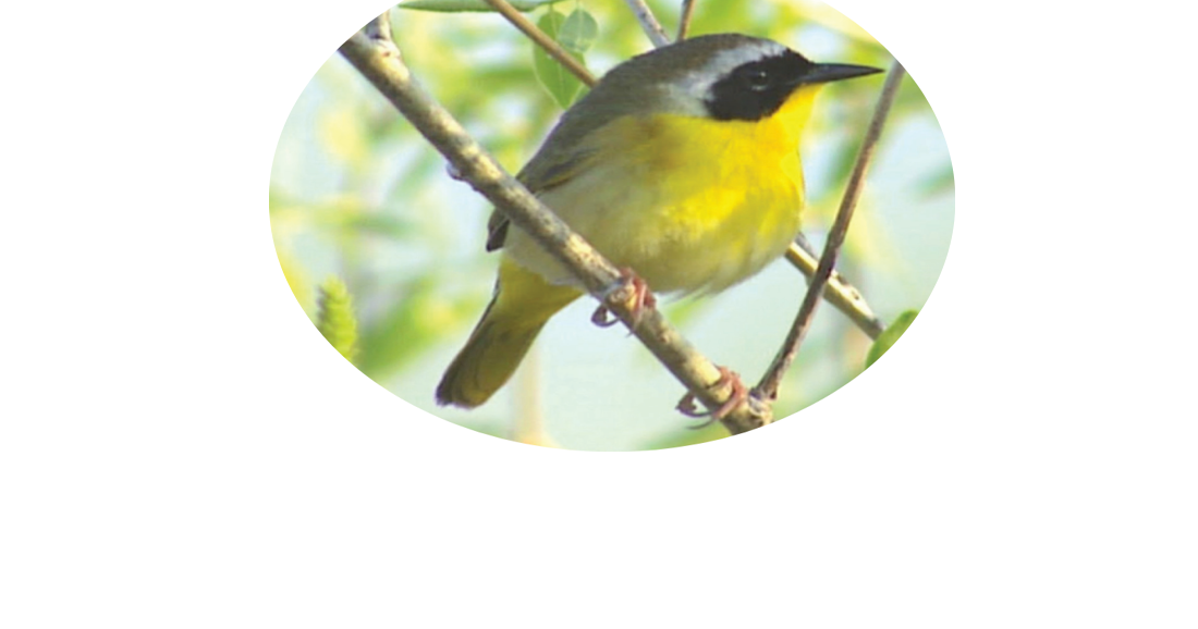 Marius Robinson inspires inaugural Cape Florida bird festival ...