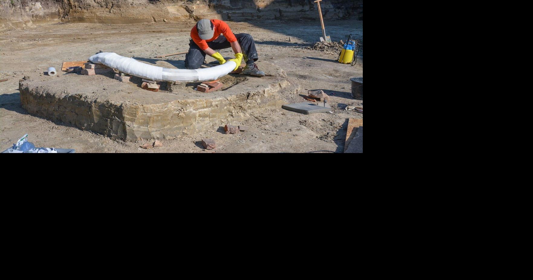 Recently discovered woolly mammoth was likely butchered by Ice Age ...