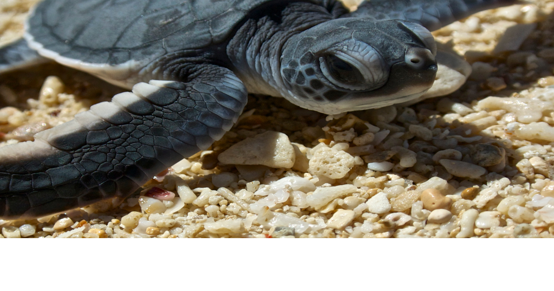 Sea turtles on Key Biscayne: Time to protect our endangered visitors ...