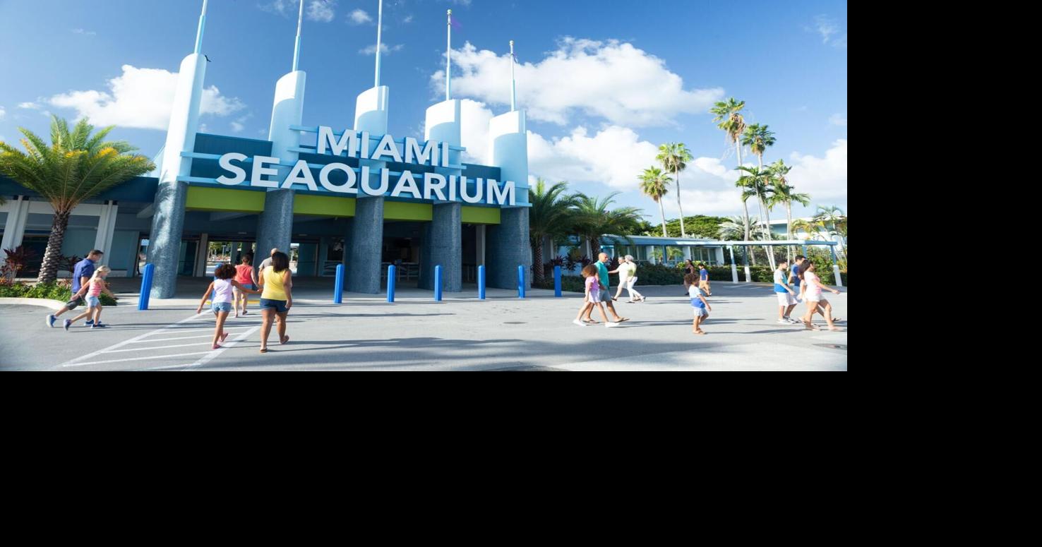 Seaquarium in turmoil over lease termination effort, critical USDA ...