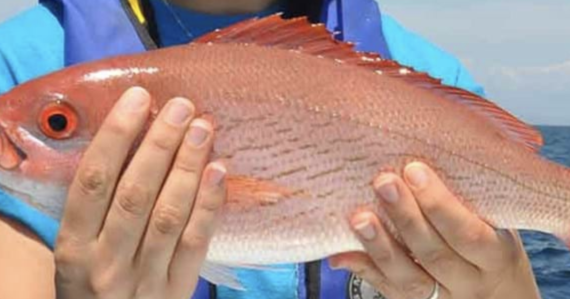 Gov DeSantis to make Saturday, September 5 Saltwater License-Free ...